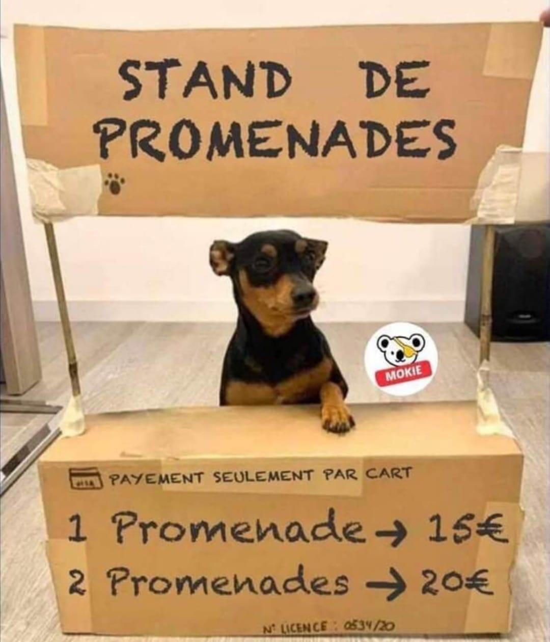 Confinement Humour 4 - Comme une balade au parc